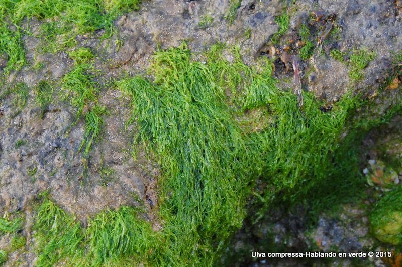 Hablando en verde: Ulva compressa