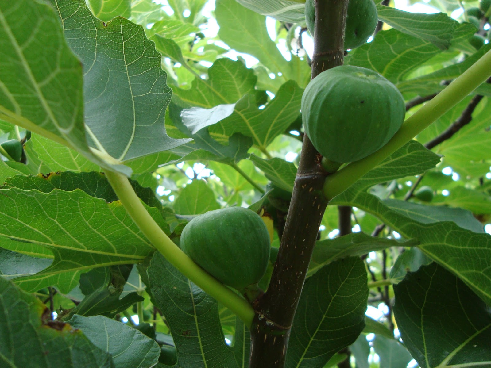 LA HIGUERA - El Jardín de Elbe
