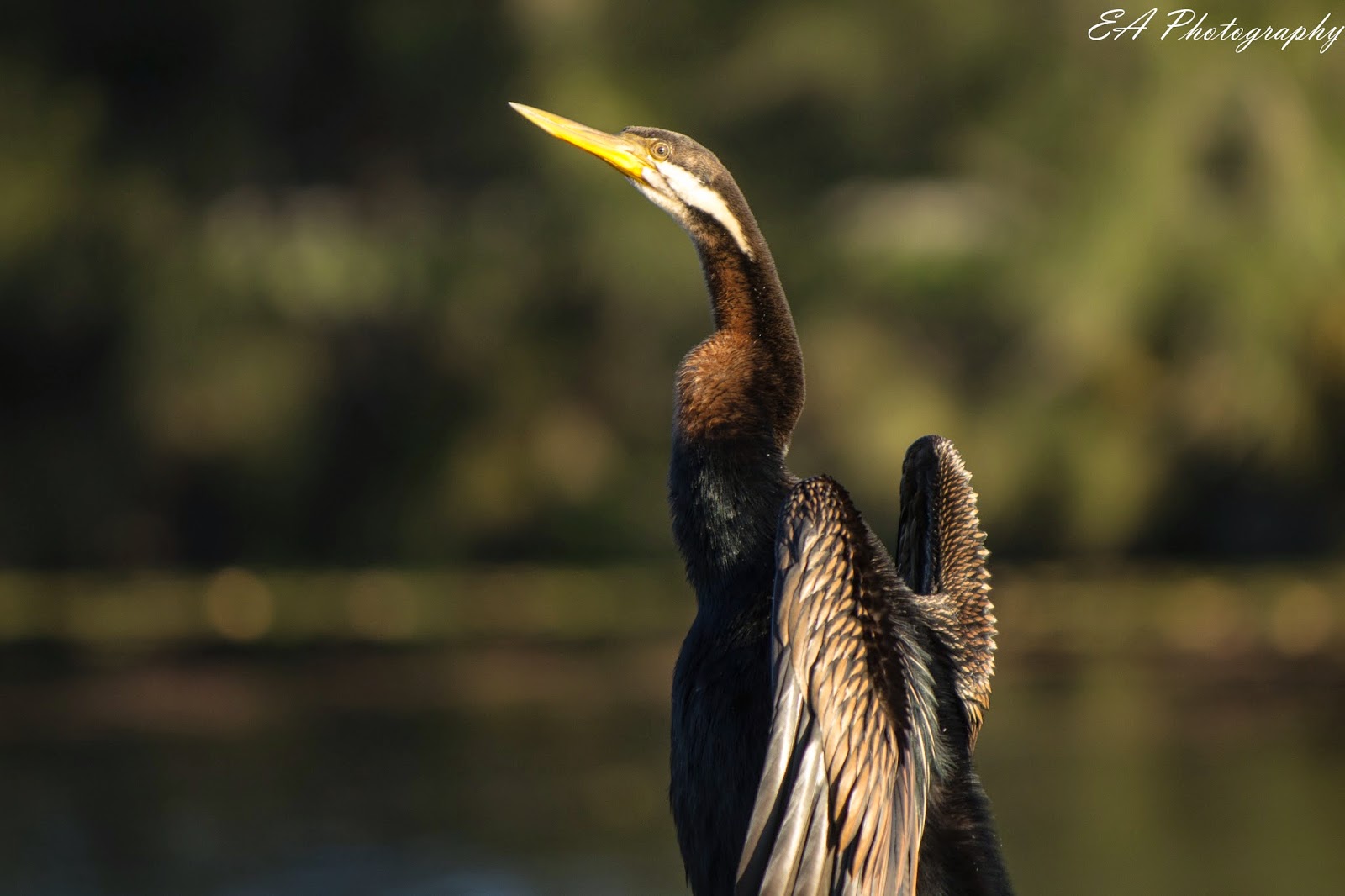 The Greatest of These is LOVE: Wild Bird Wednesday: Australasian Darter
