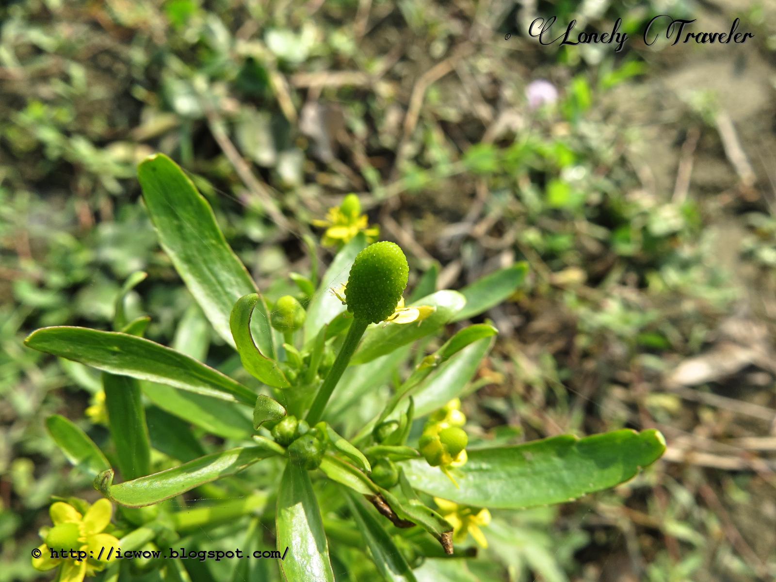 Cursed buttercup - Ranunculus sceleratus