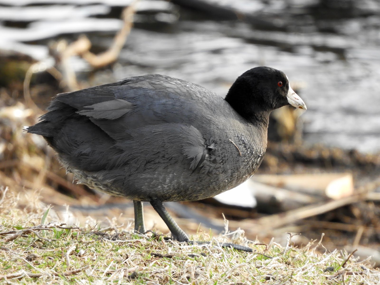 It's All About Purple: The American Coot...