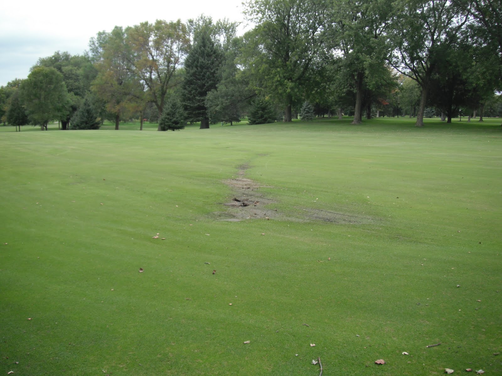 Ridgeway Country Club Turfgrass Management: Drainage and Tree Management