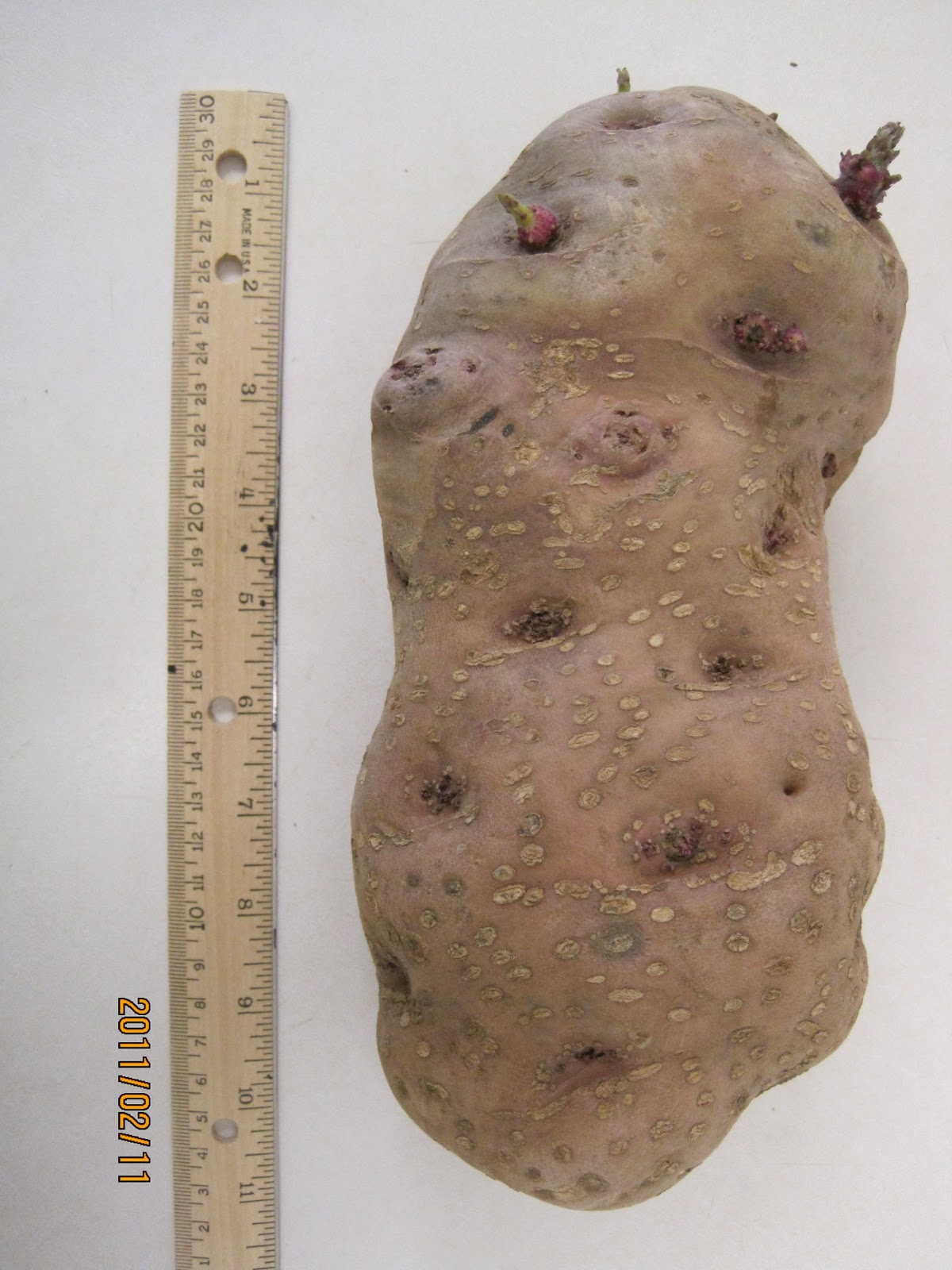 Swift's Gardening Blog - Swift Horticultural Enterprises, LLC: Potatoes ...