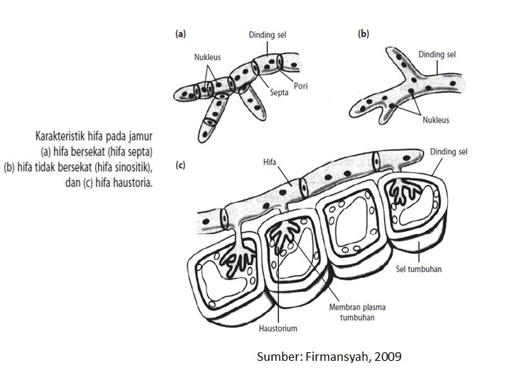 Struktur Tubuh Jamur