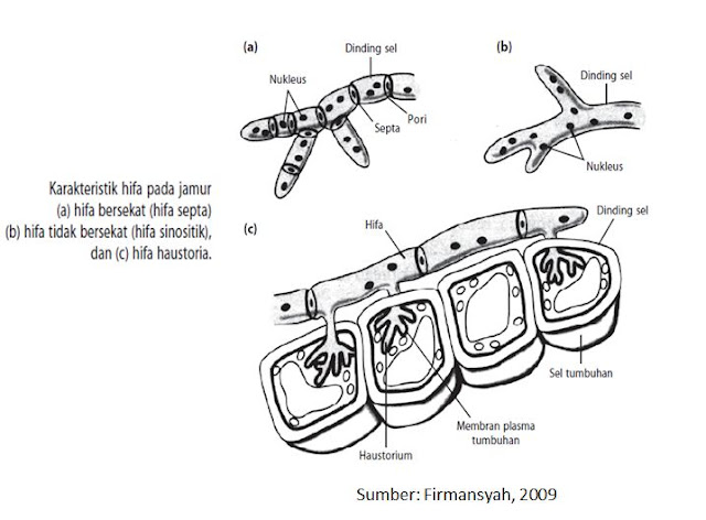 Struktur Tubuh Jamur