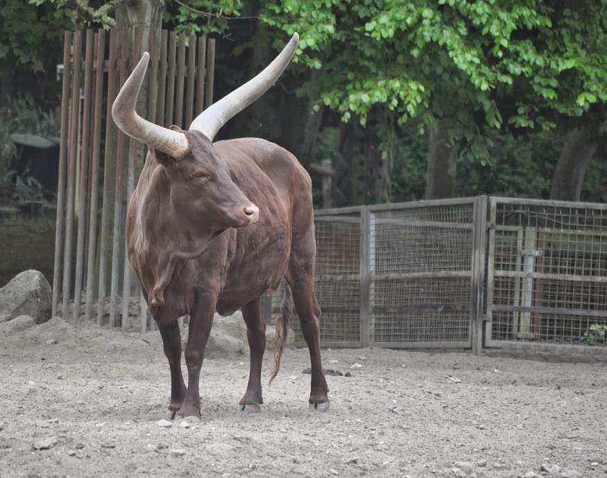 ZOOTOGRAFIANDO (6.096 ANIMALS): TORO, VACA, BUEY, WATUSI, CEBÚ / BULL ...