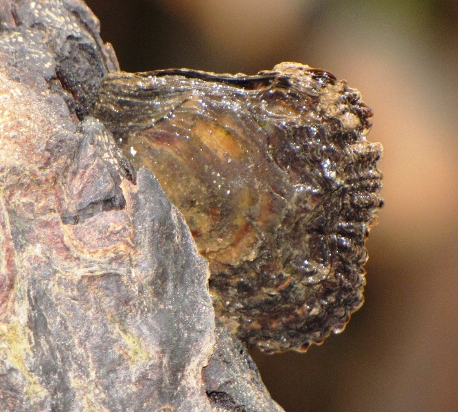Ebenhaezer 007: Hewan Penghuni Pantai Berlumpur dan daerah Mangrove