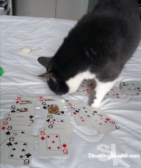 Cats and the Value of Solitaire | Stunning Keisha