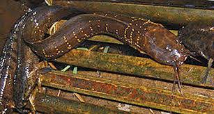 JENIS IKAN DI MALYSIA: IKAN LIMBAT 25