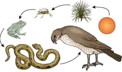 ДИВОВИЖНЕ НАВКОЛО НАС Блог вчителя біології Поліщук Наталії Ігорівни ...