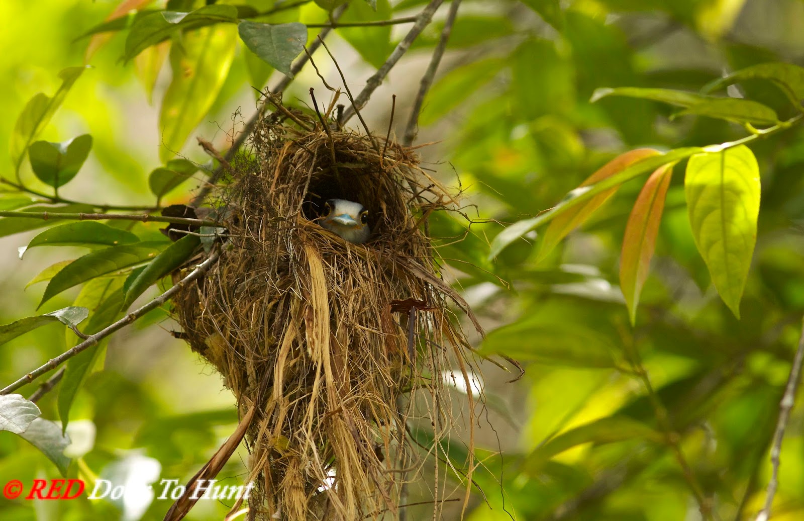 RED Door To Hunt: Rekod Bersarang Burung Takau Dada perak~Serilophus ...