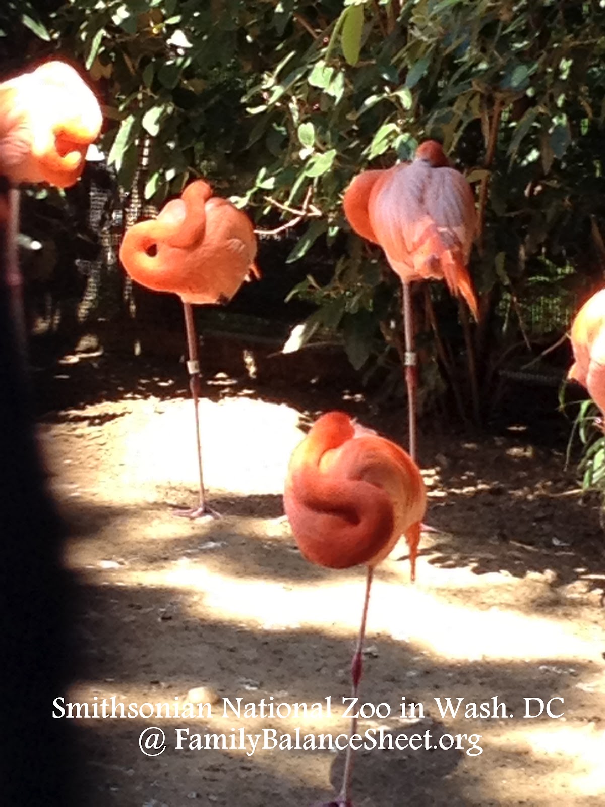 Family Trip to the Smithsonian National Zoo in Washington, D.C ...