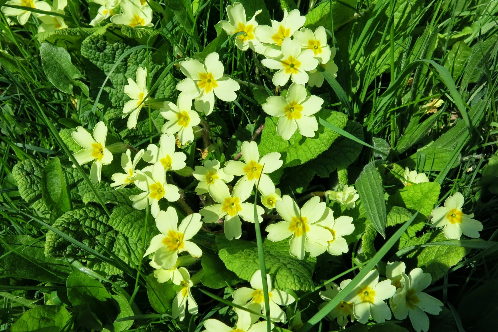 Walks among Flowers: Berkshire: Childrey and Sparsholt