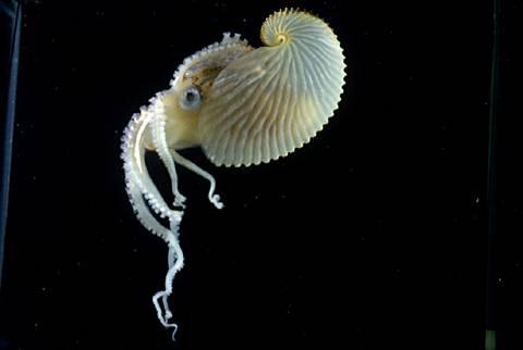 verDi&bLu: * tesori del mare - il Nautilus e l'Argonauta