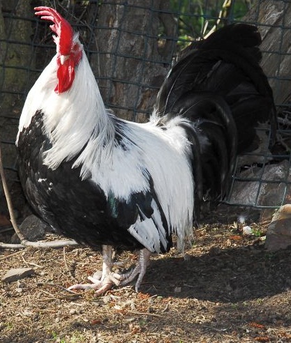 English Chicken breed - ePoultryFarm