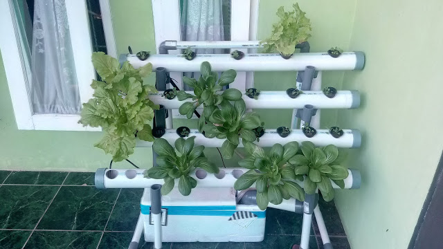 Mau Tau Tips Sederhana Hidroponik di Rumah?