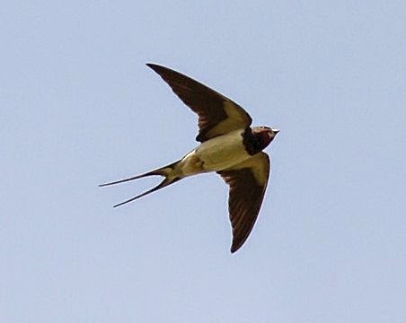 Swallows, swifts and house martins in Tuscany