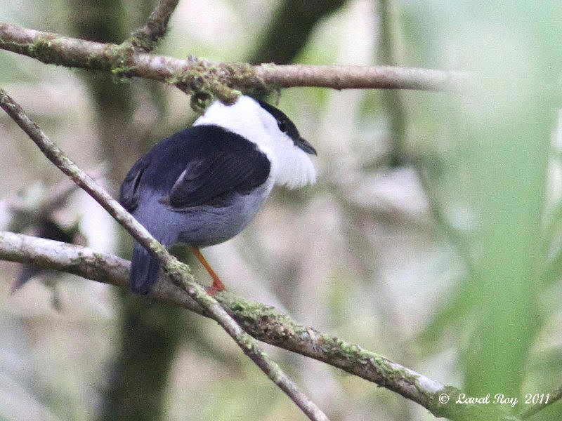 Des oiseaux sur ma route: Les manakins, ces incroyables danseurs