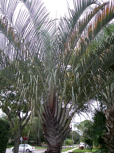 Dypsis decaryi «palmera triangular» - Id Plantae
