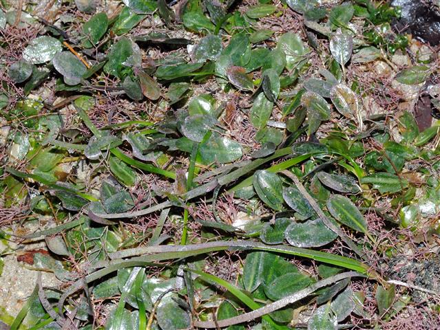 God's wonderful creation: Seagrass surprises at Tanah Merah