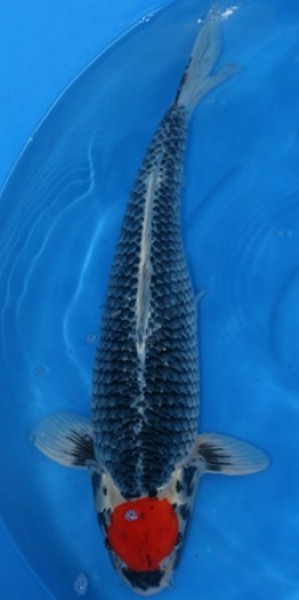 Selecting Tancho KOI | Koi Fish Care Info