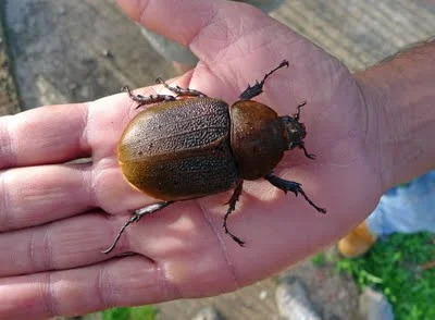 Goliath Beetle : World's largest Beetle on Earth | Most Unbelievable ...