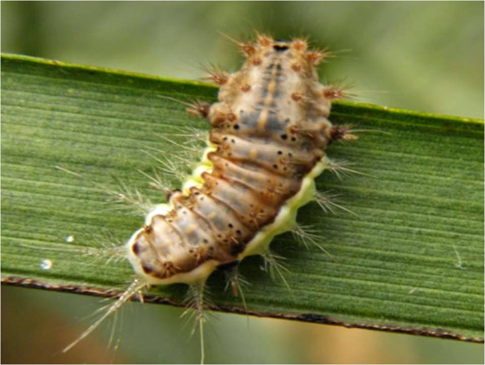 Membangun Perkebunan Kelapa Sawit: Hama Ulat Api Darna trima