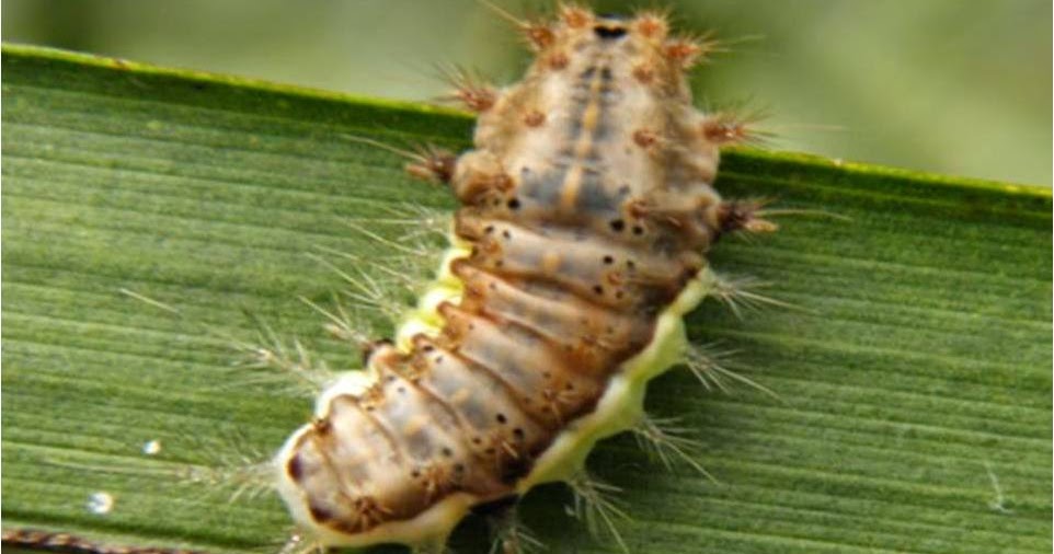 Membangun Perkebunan Kelapa Sawit: Hama Ulat Api Darna trima