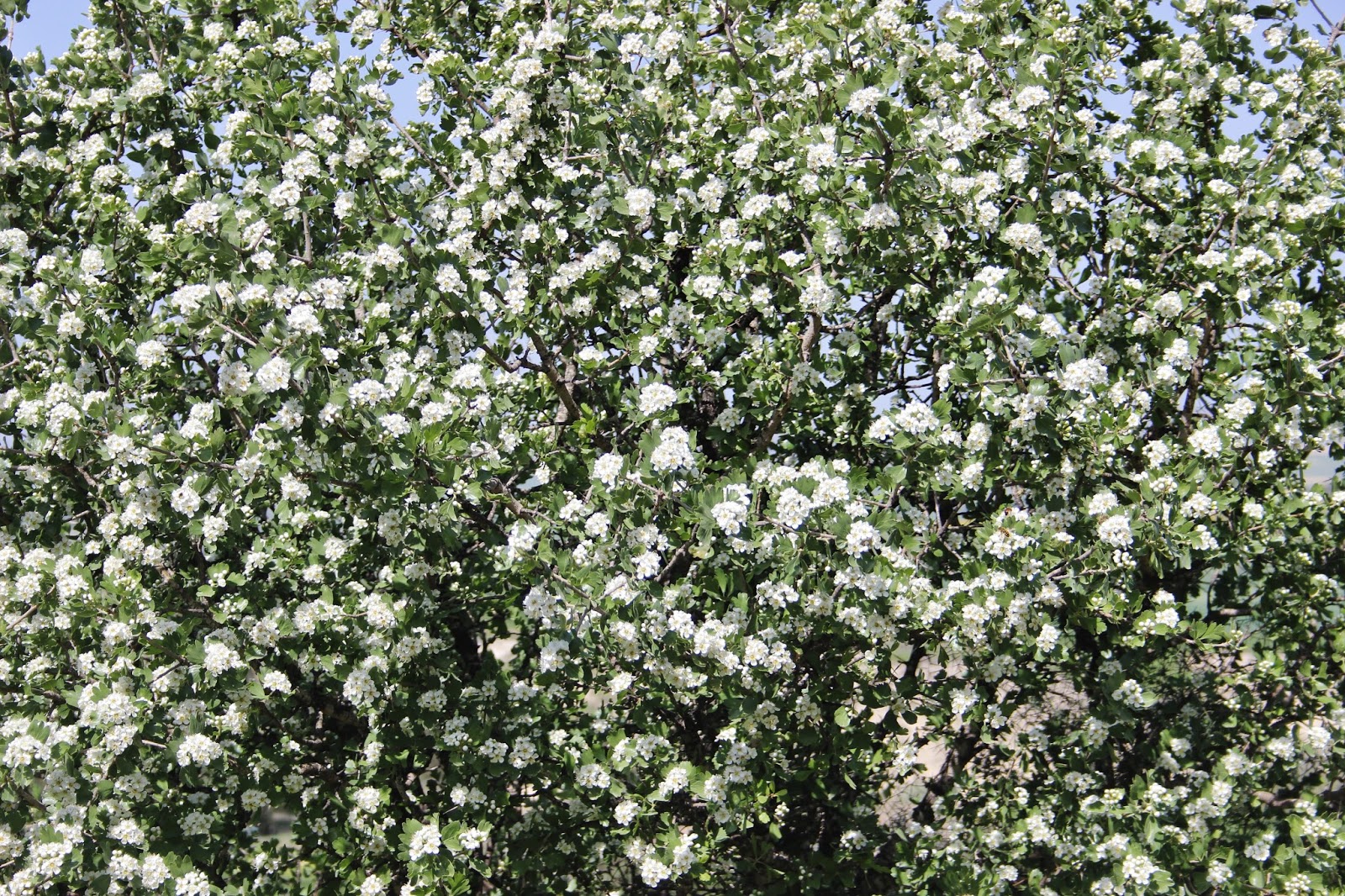 Biodiversity of Cyprus by NGO Protection of the Natural Heritage and ...