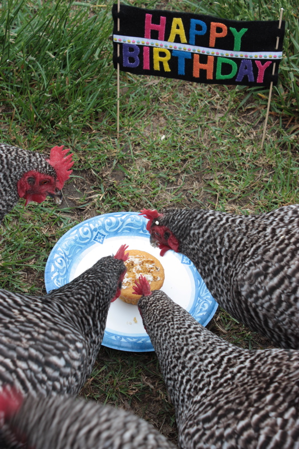 Ba-Gawks: Happy Birthday Chickens!!!!!!!!!