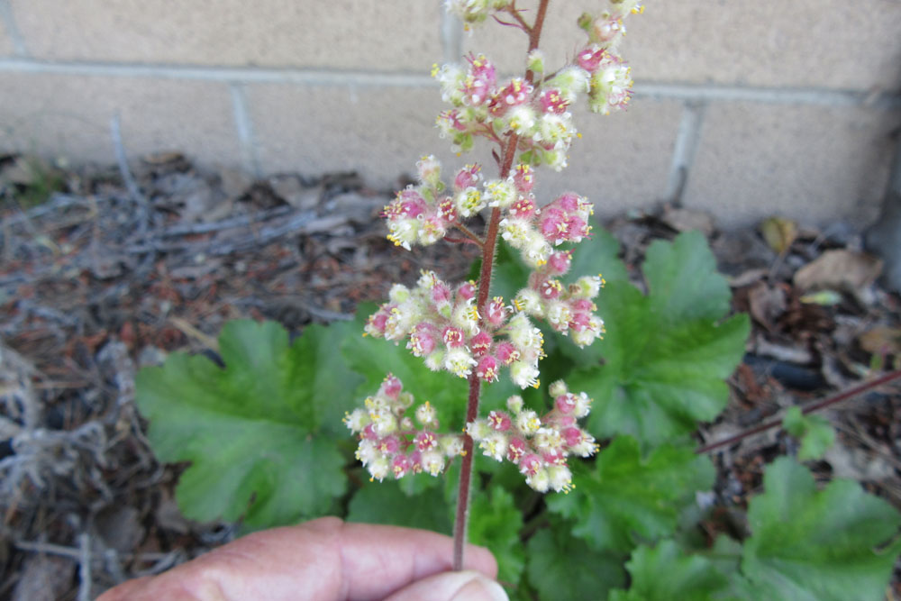 Mother Nature's Backyard - A Water-wise Garden: Plant of the Month (May ...