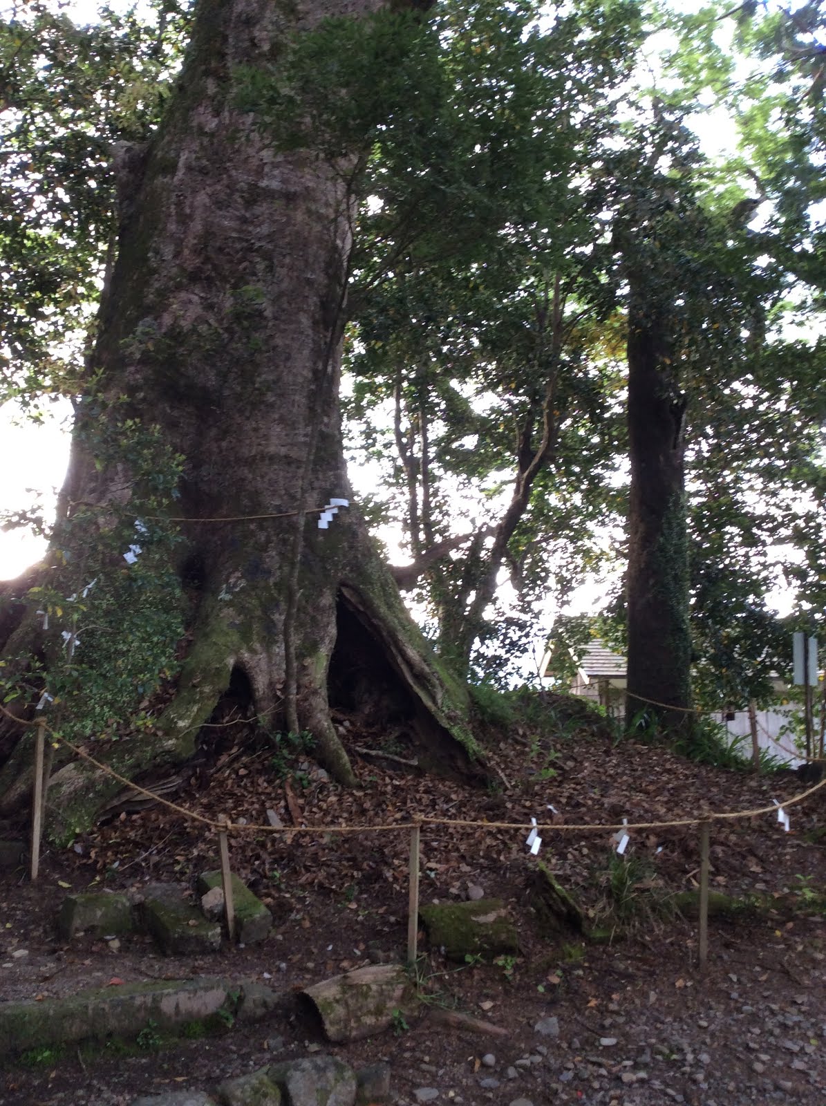 Pork in the Road: Kumano Kodo Day 1 Takijiri to Takahara : Upwards (and ...