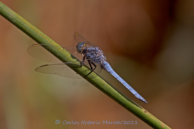Ojos de Libélula: 2011