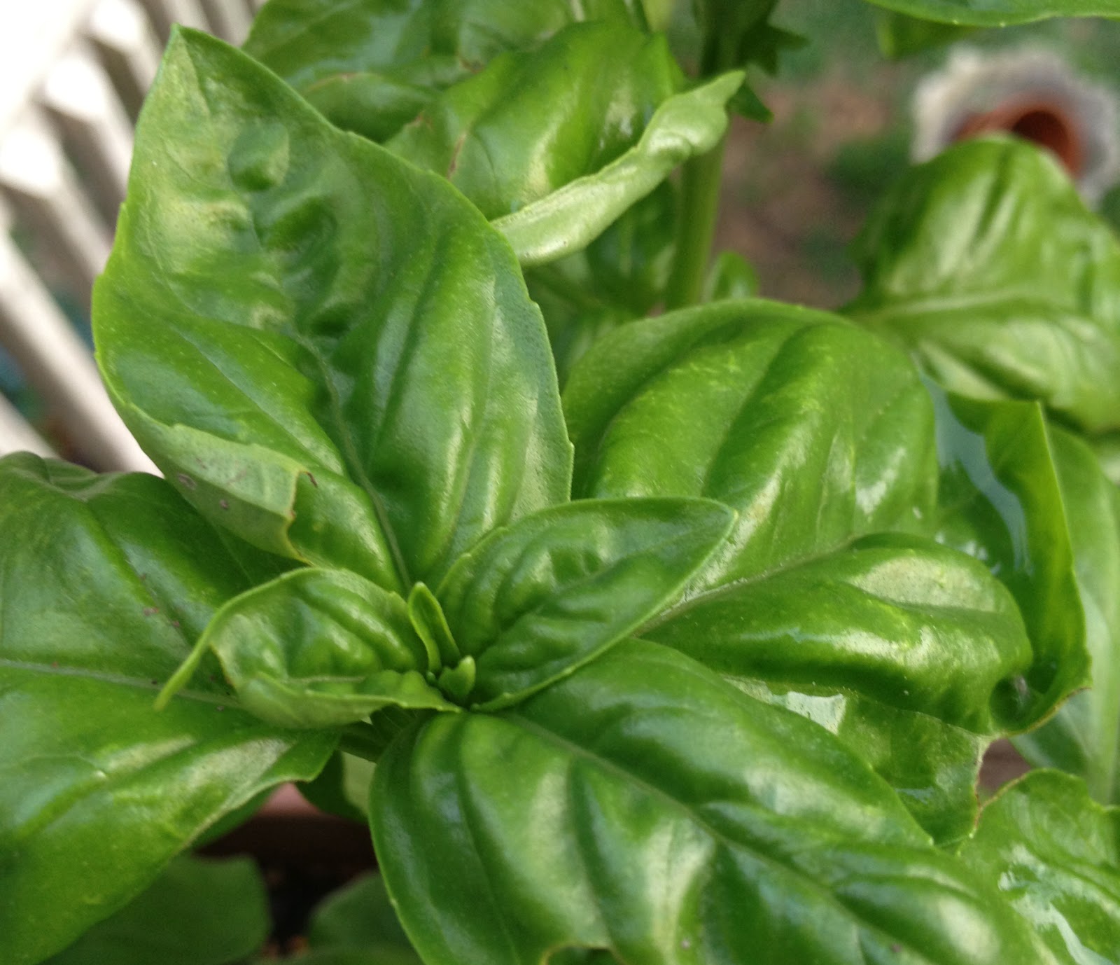 The Southern Italian's Guide to Dinner