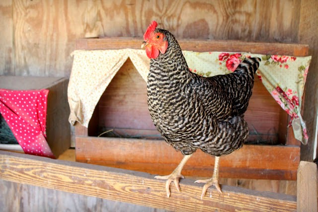 Cluck Wild Homestead: Nesting Box Curtains