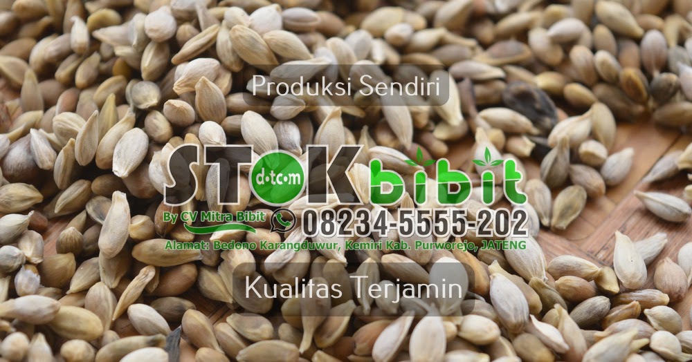 Manggis safi manggis review - jual bibit buah bekul