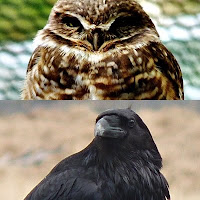 Raven Spirit Talk: Real Raven Talk