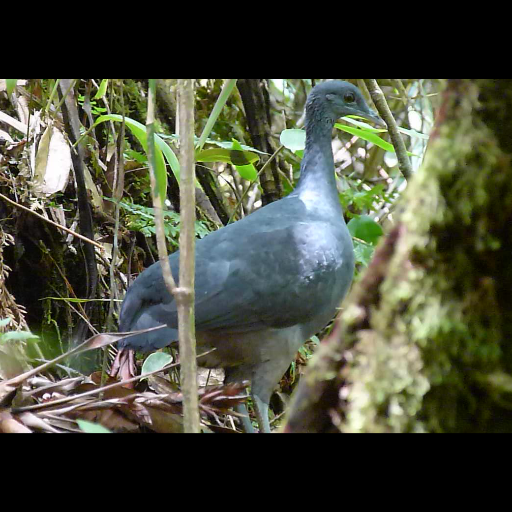 Species New to Science: [Ornithology • 2015] The Enigmatic Black ...