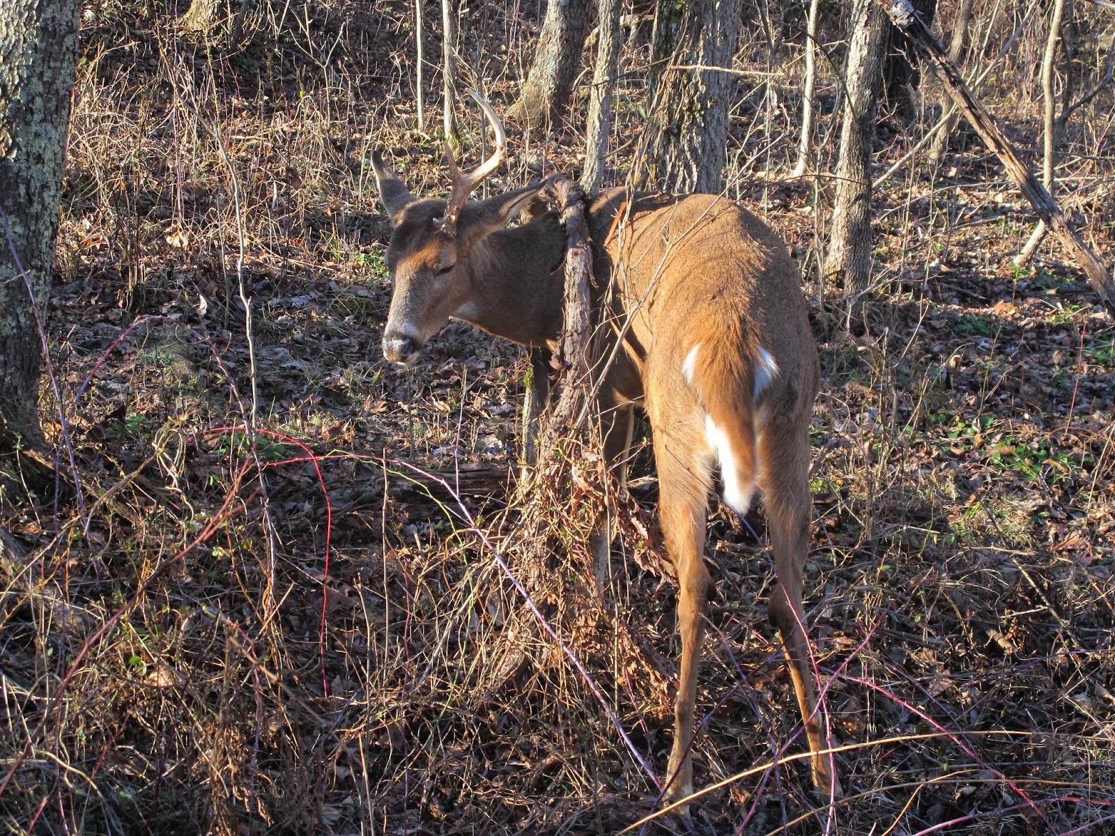 Blue Jay Barrens: Sick Deer