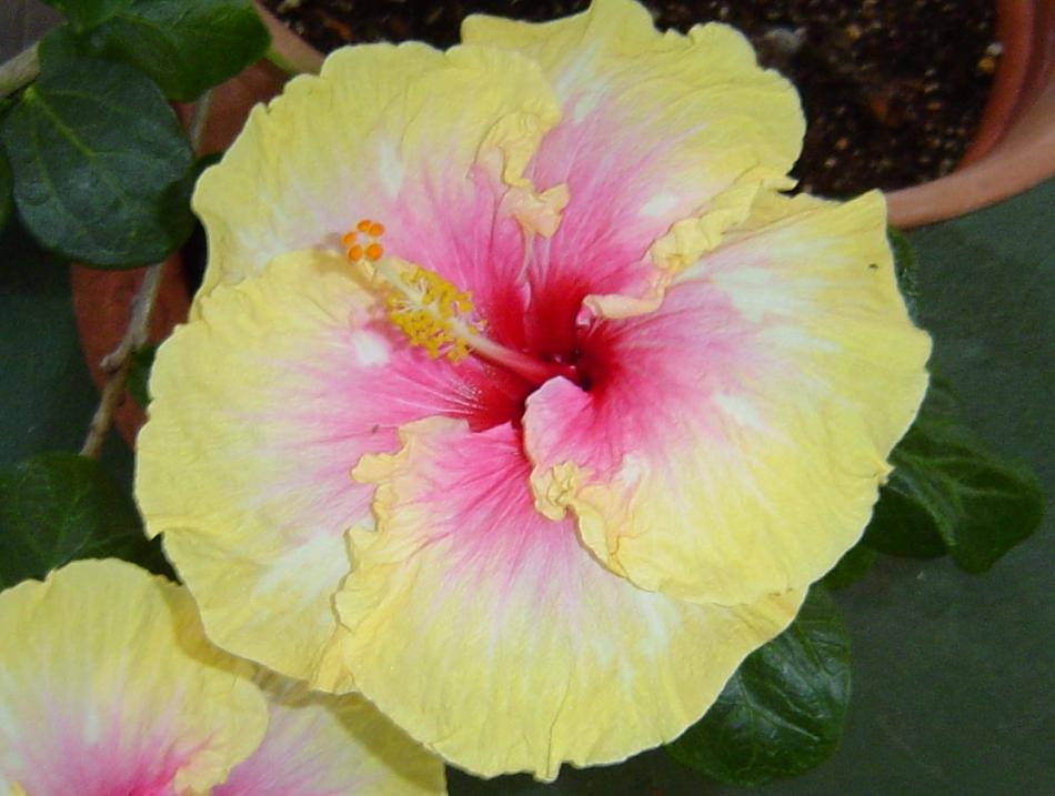 Best Flowers In The World: 02/20/12