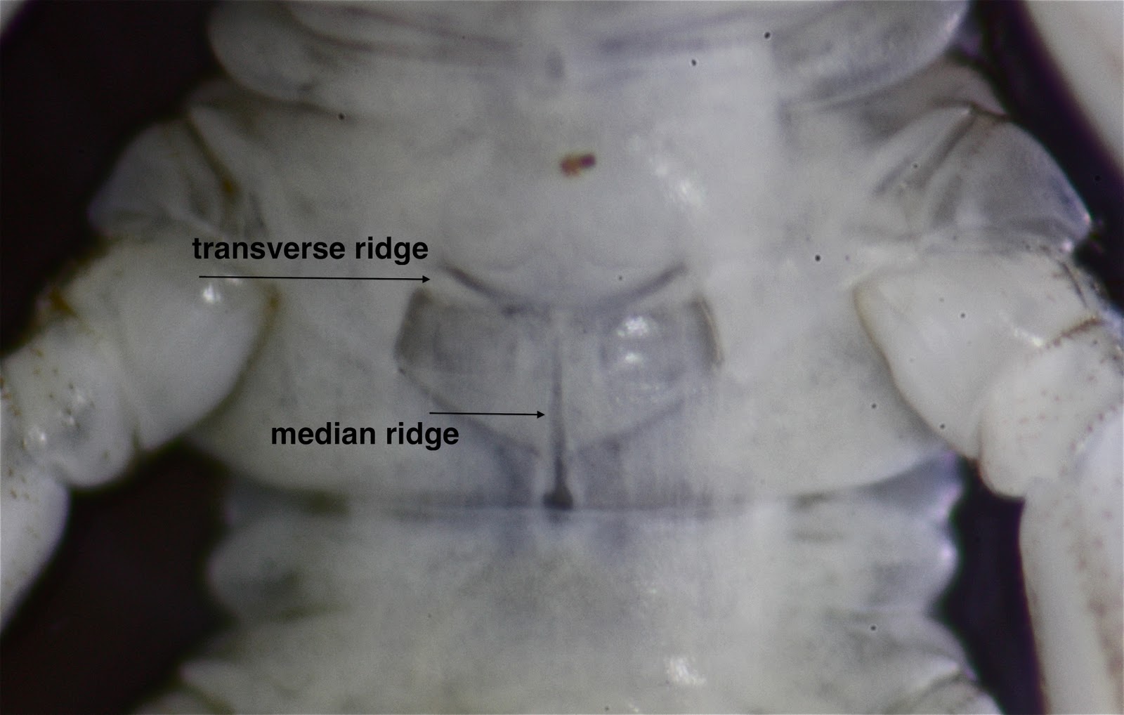 Transverse Ridge