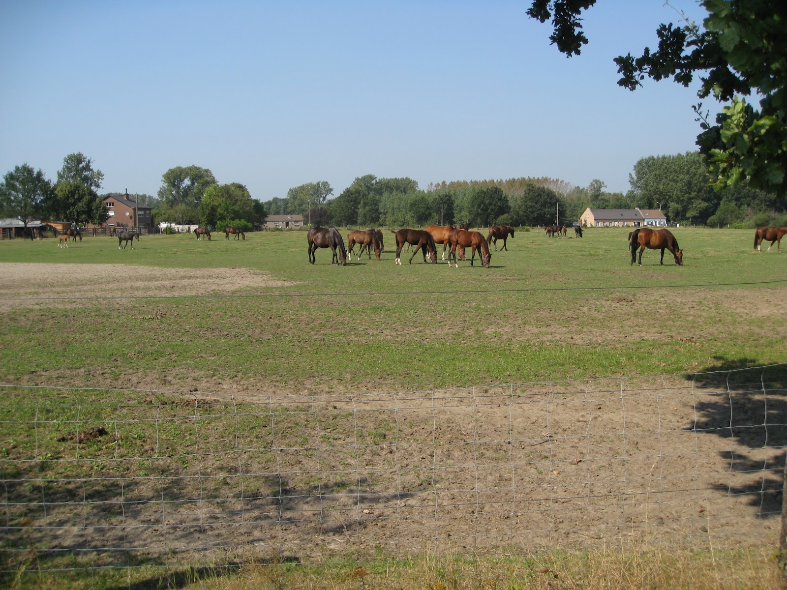 TOUR DE FRANS: De Parel van de Kempen