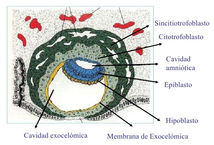 Embriologia Clinica: PRIMERA SEMANA DE DESARROLLO