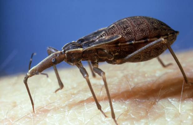 GH Accra: Assassin Bugs spreading infection being called "New AIDS"