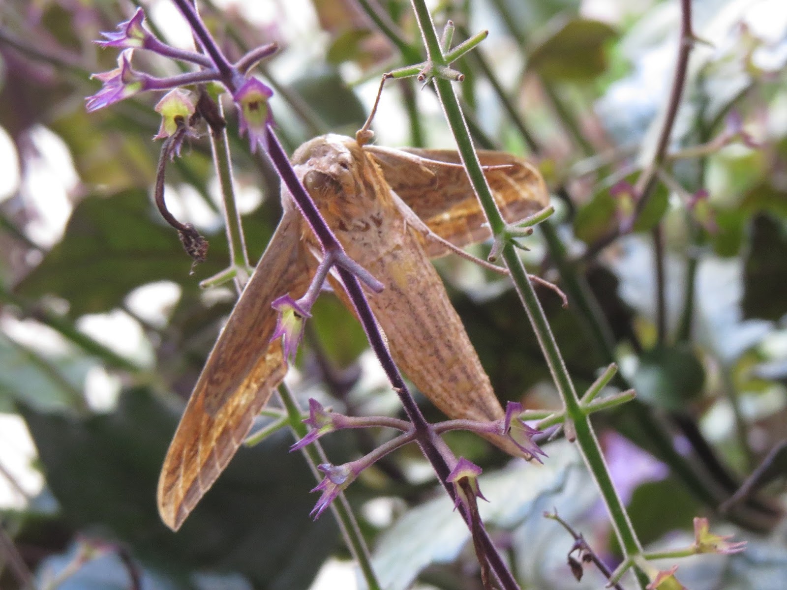 " Welcome to Lavender Dreams ": The Tersa Sphinx Moth