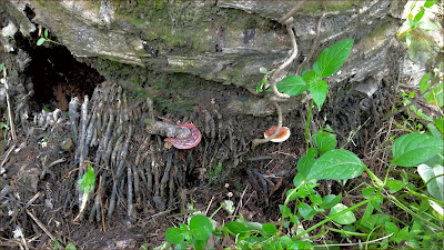 SOIL Energizer: Destructive infection of Ganoderma Boninense in an Oil ...