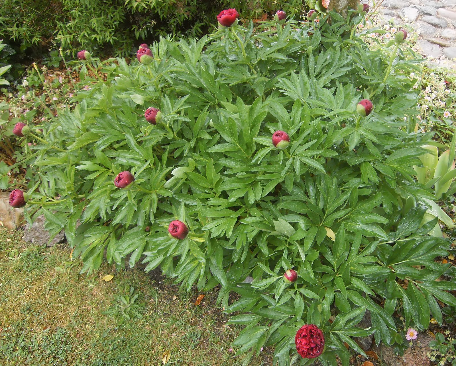 Patchwork-blomsten: Endnu en pause :o(