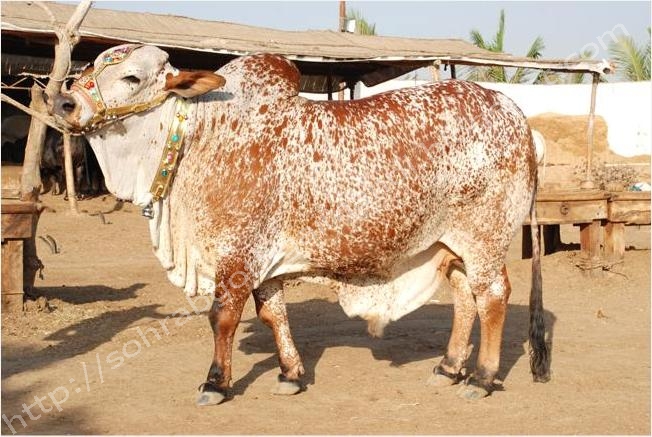 Sohrab Goth Gai Mandi Photos Gallery: Shah Cattle Farm 2008