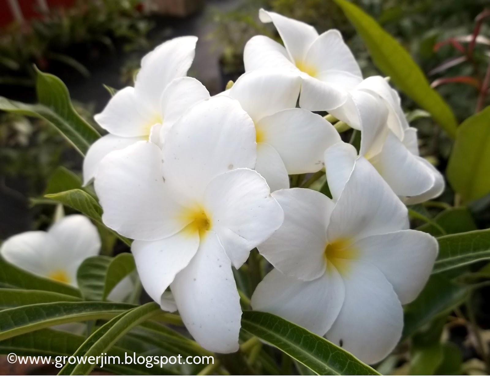 Garden Adventures: Plumeria pudica
