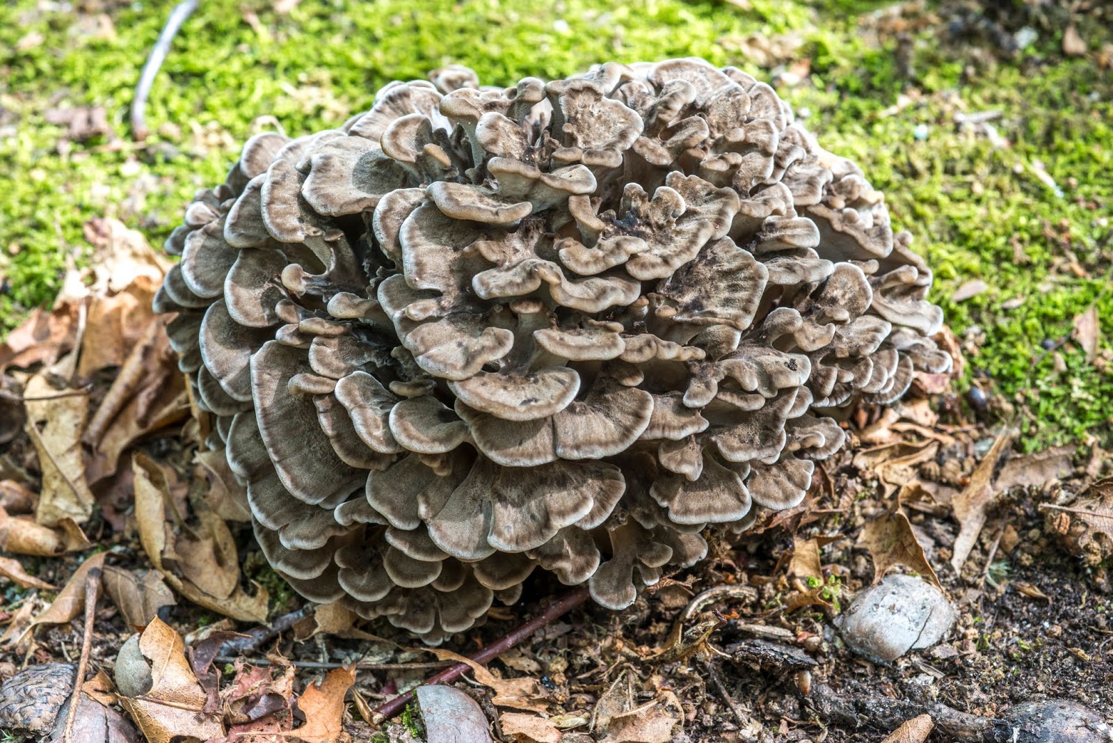 Sheepshead Mushroom Identification